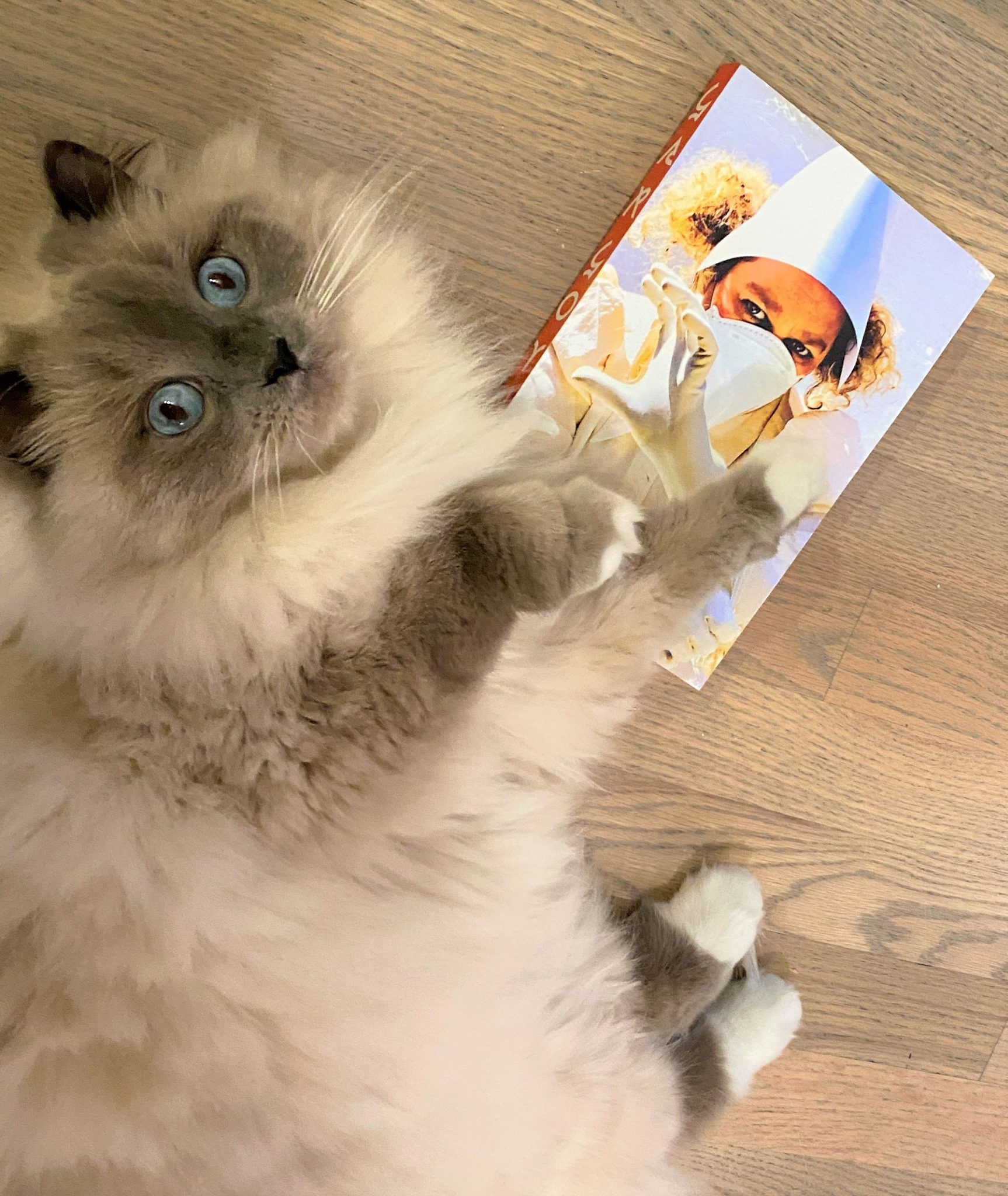 First Blooms, New Poems in Gargoyle, Hoping for Better Days Ahead ...